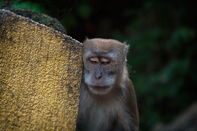 Monkey stock photo. Image of couch, laziness, cute, rainforest - 69907318