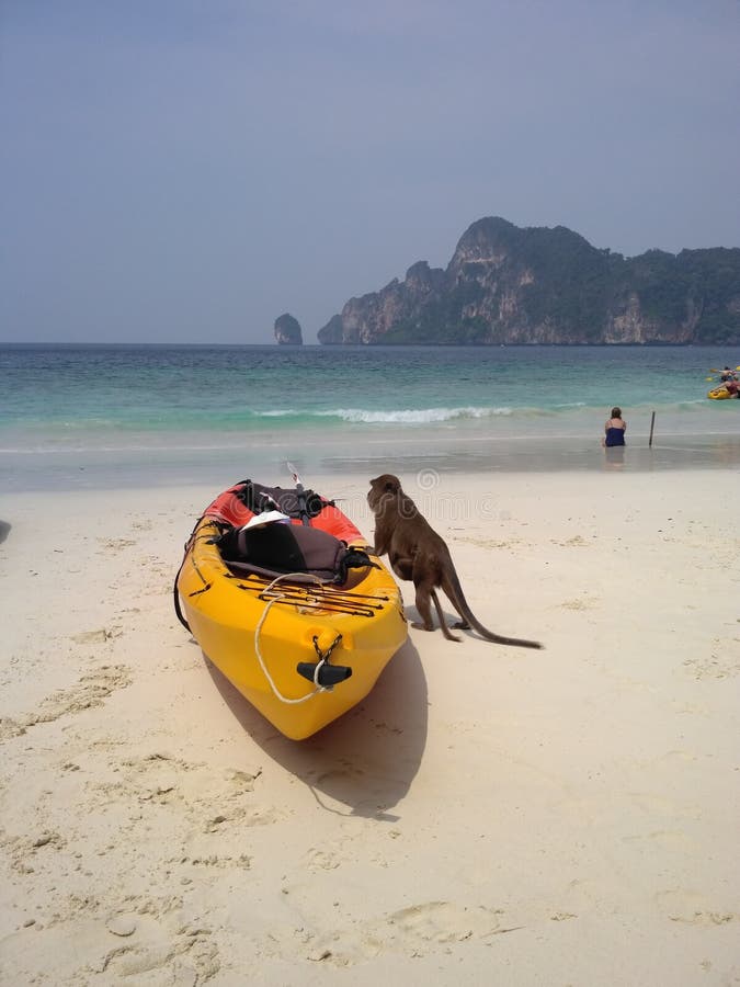 Monkey sailing stock image. Image of woman, krabi, kayak - 93776259