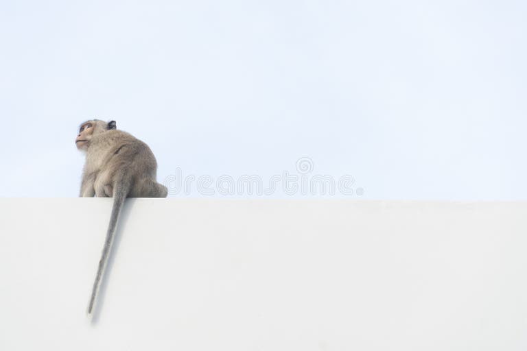 102 Monkey Looking Sideways Stock Photos - Free & Royalty-Free Stock ...