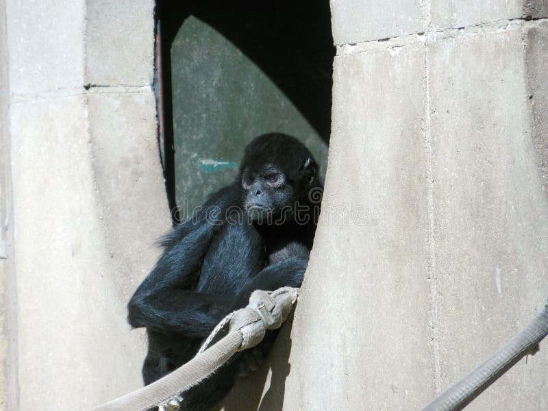 Monkey stock image. Image of black, watching, monkey - 62847479