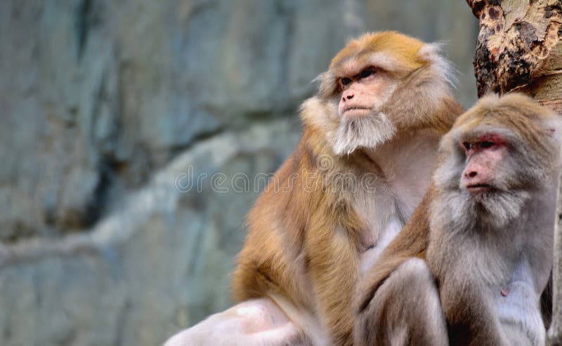 Monkey stock image. Image of animal, watching, mammals - 45965191