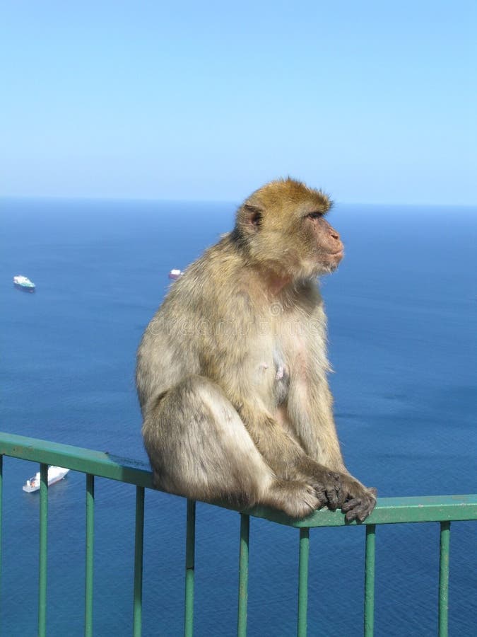 Monkey at Scenic Overlook stock photo. Image of viewing - 1783970