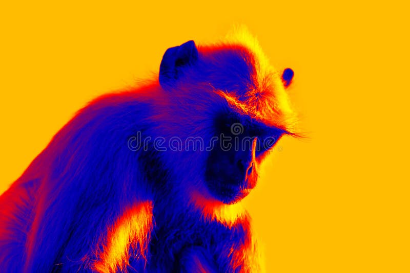Monkey in Scientific High-tech Thermal Imager Isolated Stock Image ...