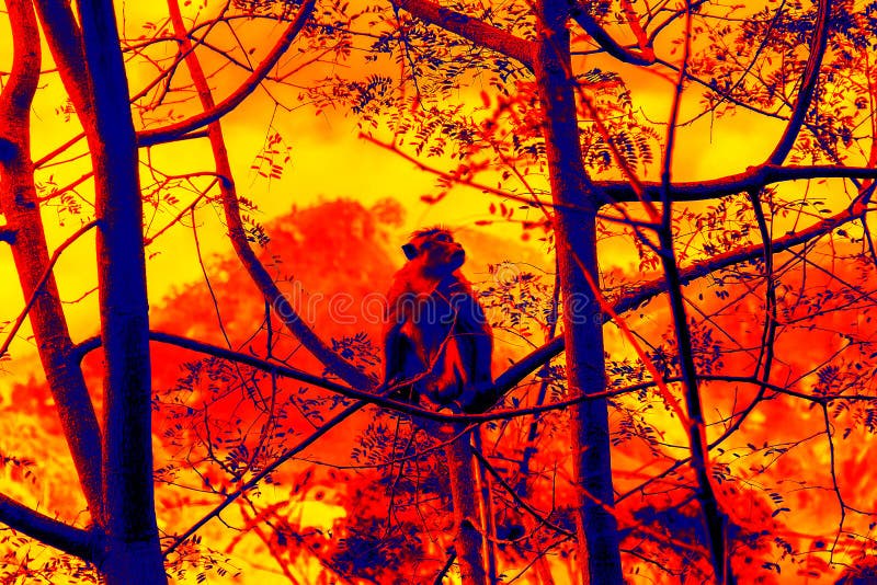 Monkey in Scientific High-tech Thermal Imager Isolated Stock Image ...