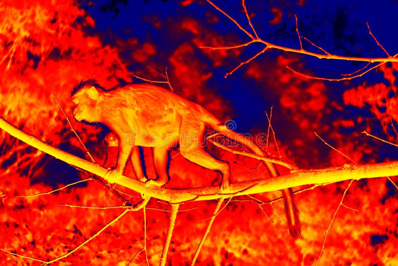 Monkey in Scientific High-tech Thermal Imager Isolated Stock Image ...