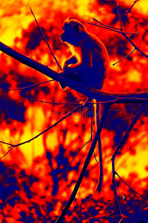 Monkey in Scientific High-tech Thermal Imager Isolated Stock Image ...