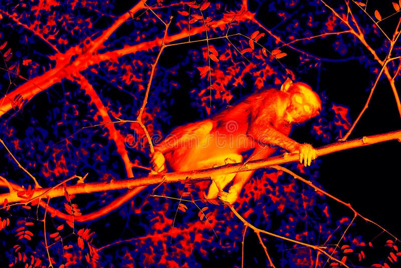Monkey in Scientific High-tech Thermal Imager Isolated Stock Image ...