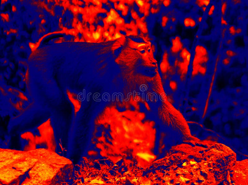 Monkey in Scientific High-tech Thermal Imager Isolated Stock Image ...