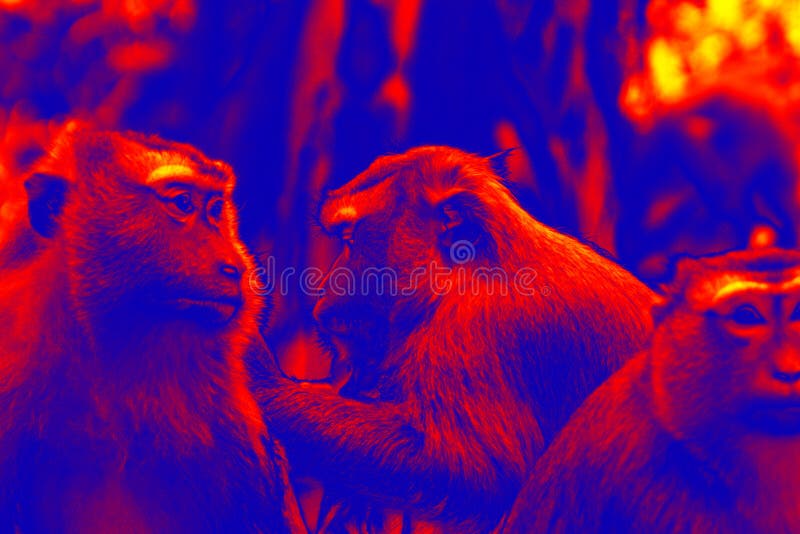 Monkey in Scientific High-tech Thermal Imager Isolated Stock Image ...
