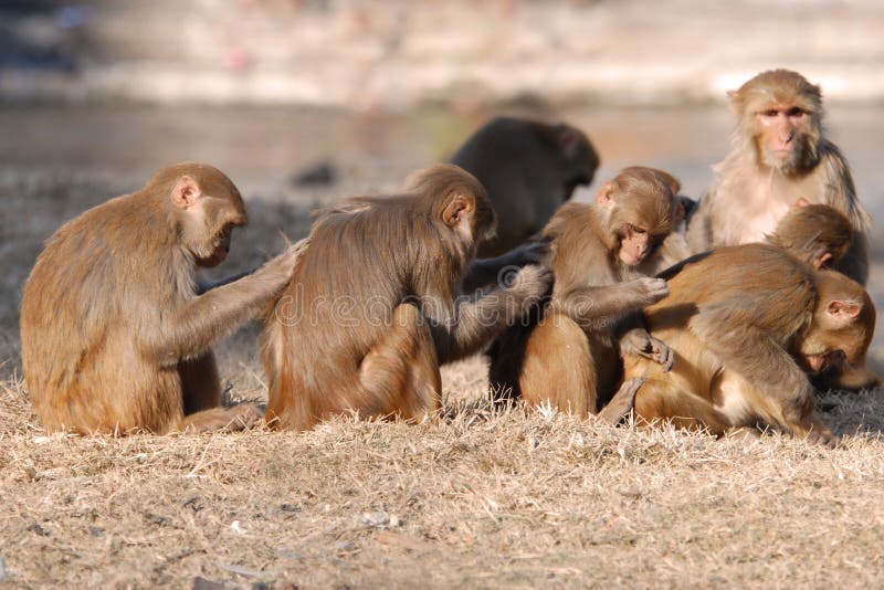 Monkey Scratch stock photo. Image of kathmandu, scratching - 10366860