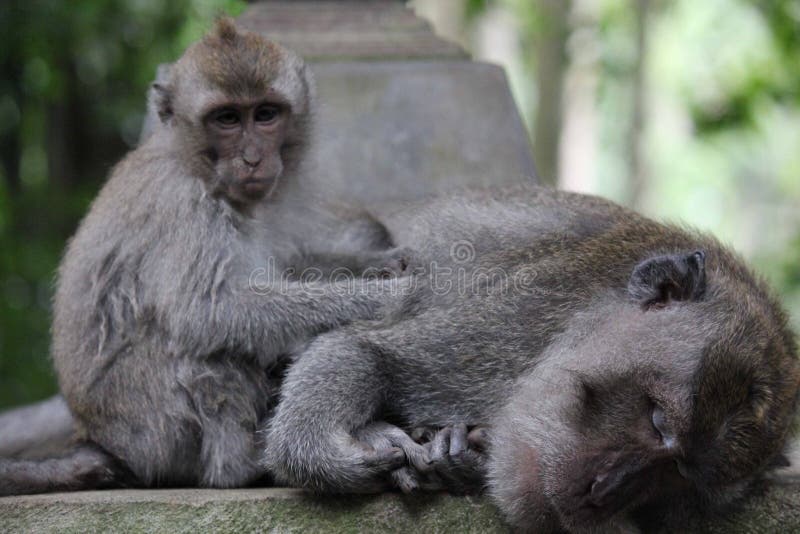 Monkey scratch another one stock photo. Image of cleaning - 56571496