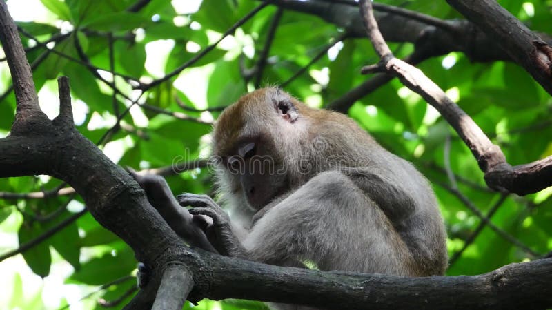 A Monkey Scratch Itchy Body at Mangrove Tree Stock Footage - Video of ...