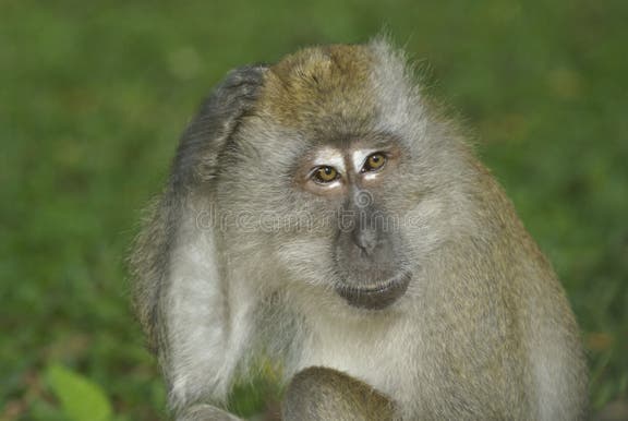 Monkey scratching head stock image. Image of expression - 3672743