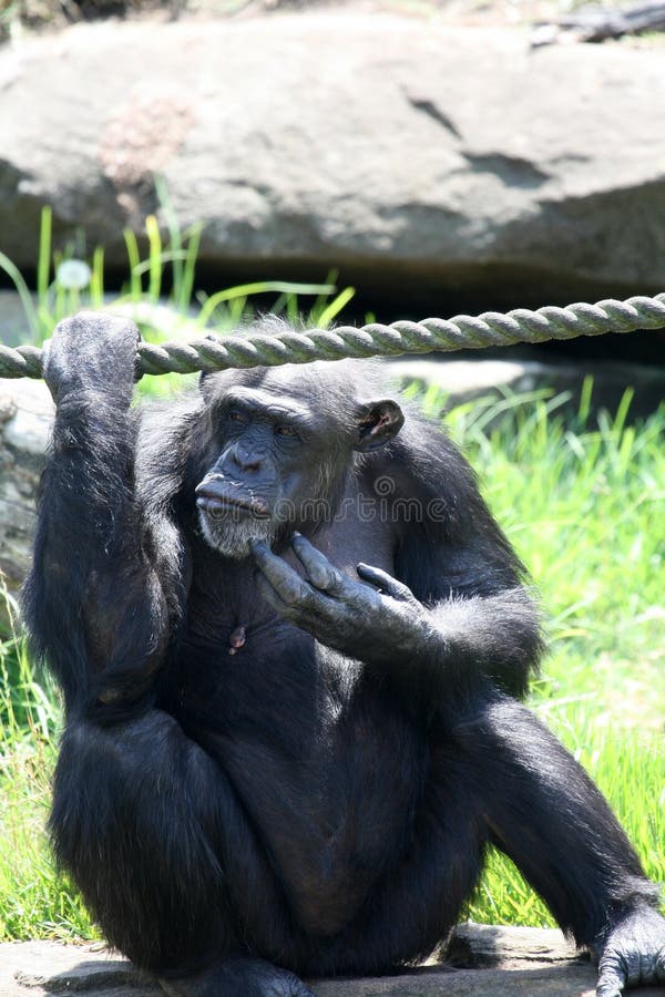 Monkey scratching his chin stock image. Image of male - 1848769
