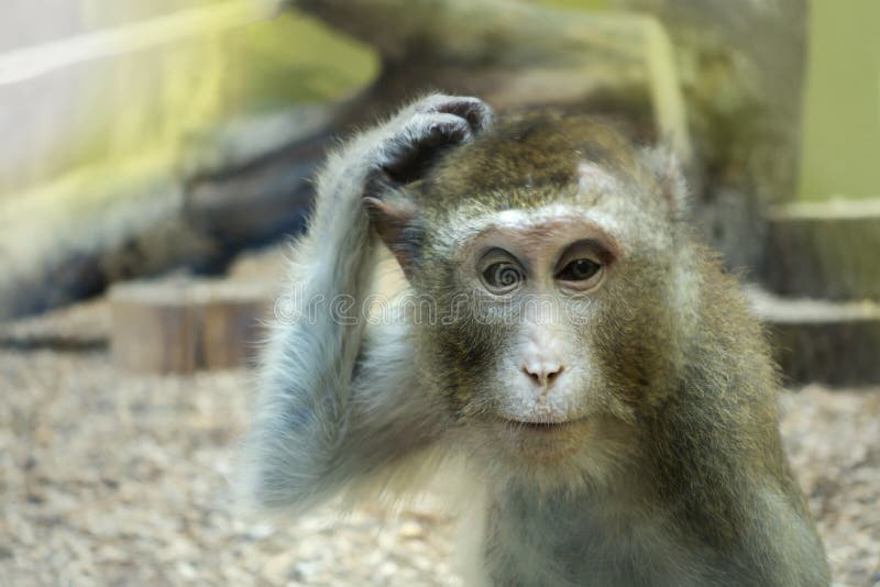 1,080 Think Monkey Stock Photos - Free & Royalty-Free Stock Photos from ...