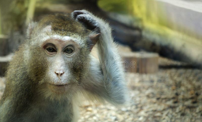 Monkey Scratching Its Back in a Small Beach in Vietnam Stock Photo ...