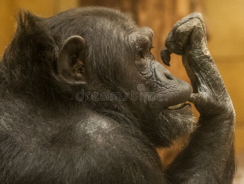 Monkey Scratching Itch Stock Photos - Free & Royalty-Free Stock Photos ...