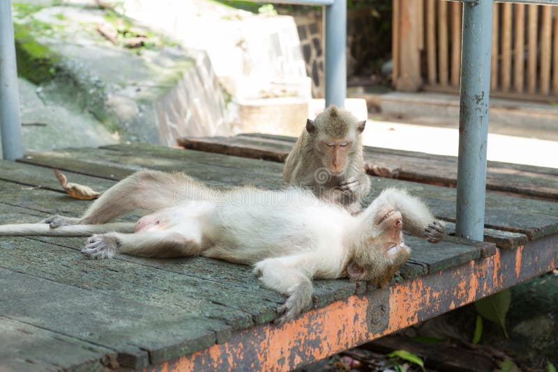 Monkey search for louse stock image. Image of tick, monkey - 34755469