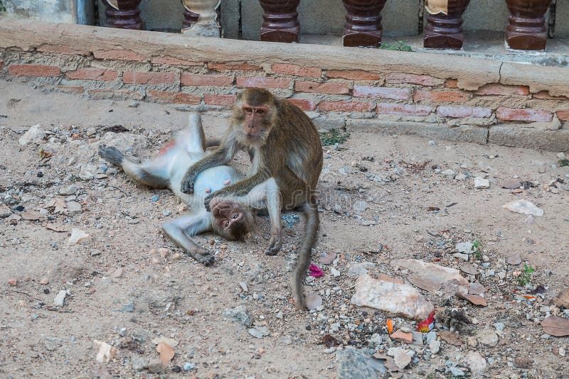 Monkey searching for flea stock image. Image of floor - 92630113