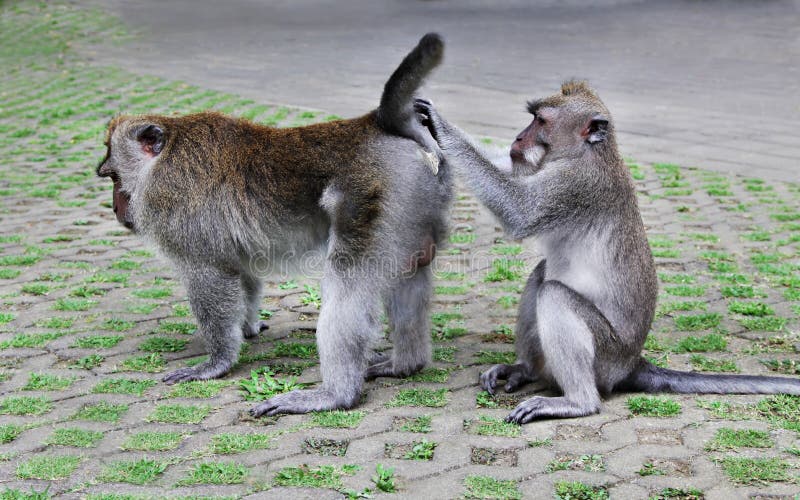 Monkey searching fleas stock image. Image of caught, louse - 20241623