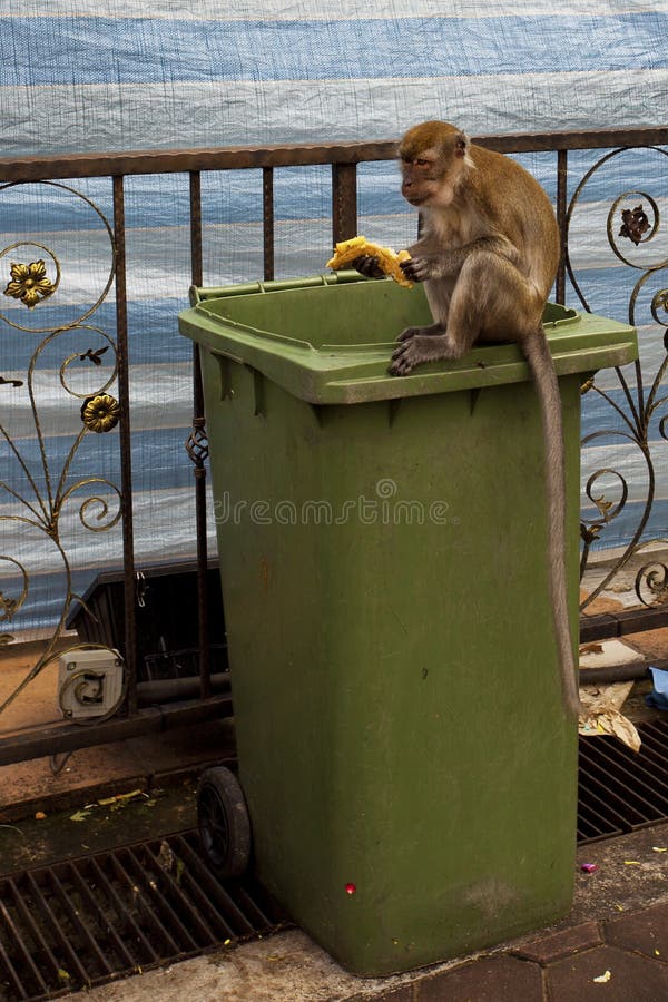 287 Animals Trash Can Stock Photos - Free & Royalty-Free Stock Photos ...