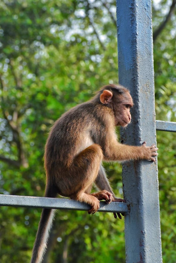 A monkey stock photo. Image of good, monkey, seat, animal - 248018246