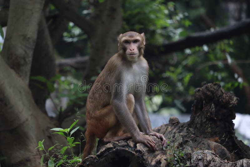 Monkey Seat in Tree at Surat Zoo - Nature Stock Photo - Image of tree ...
