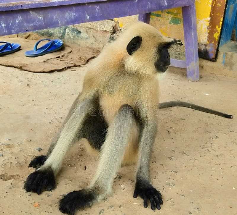 409 Monkey Seat Stock Photos - Free & Royalty-Free Stock Photos from ...