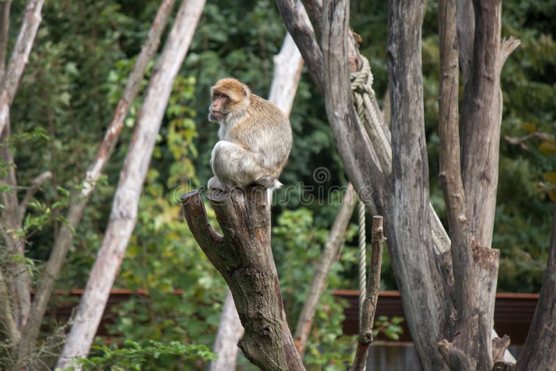 Monkey Seated on a Cut Tree Stock Photo - Image of closeup, wildlife ...
