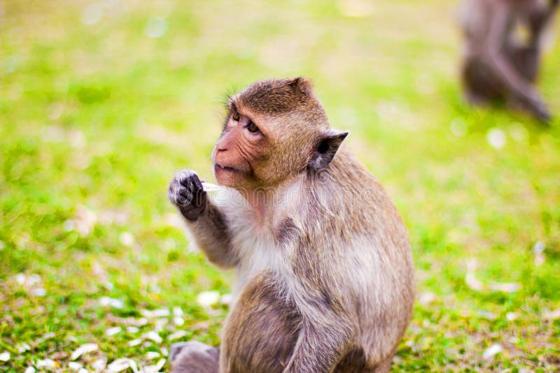 Monkey Seating in the Grass Stock Photo - Image of forest, furry: 85535178