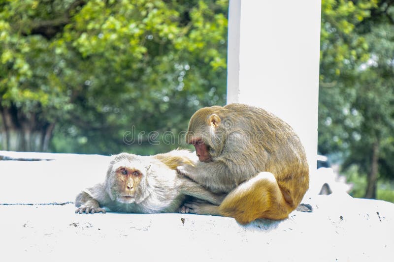 Monkey Seating on the Ground Looking for Food Stock Image - Image of ...