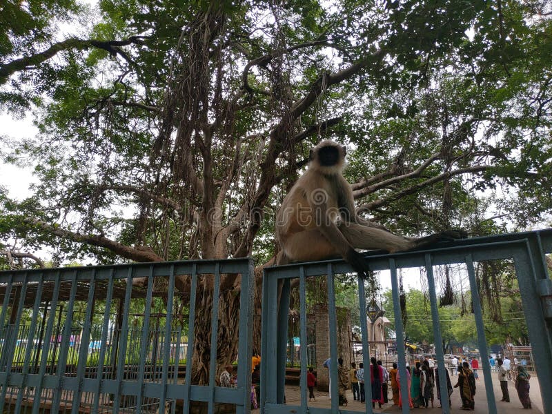 Monkey Seating on Iron Gate Ellora Caves 编辑类图片 - 图片 包括有 多云, 道路: 167543070