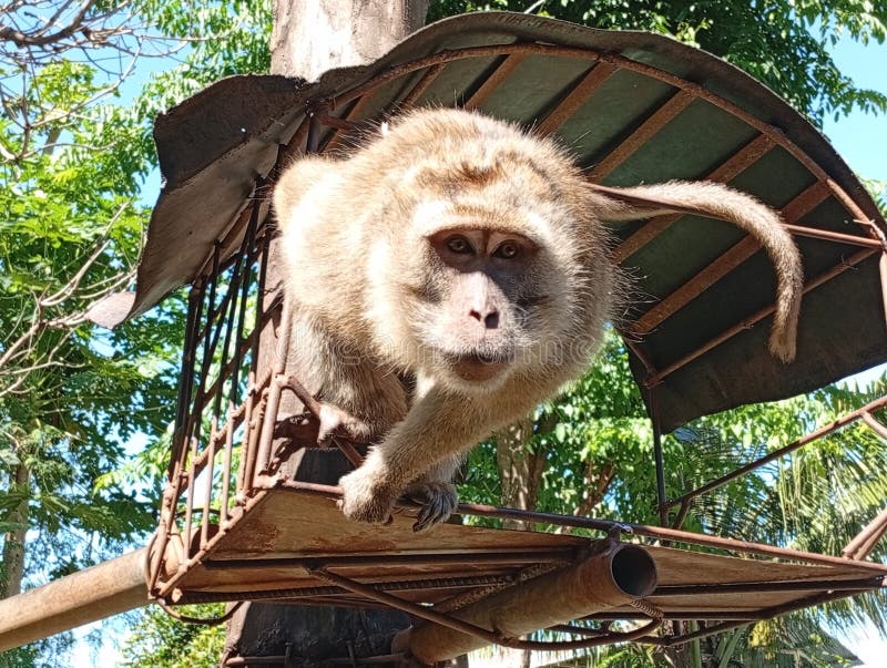 Monkey See, Monkey Do stock image. Image of tail, aggressive - 360840815