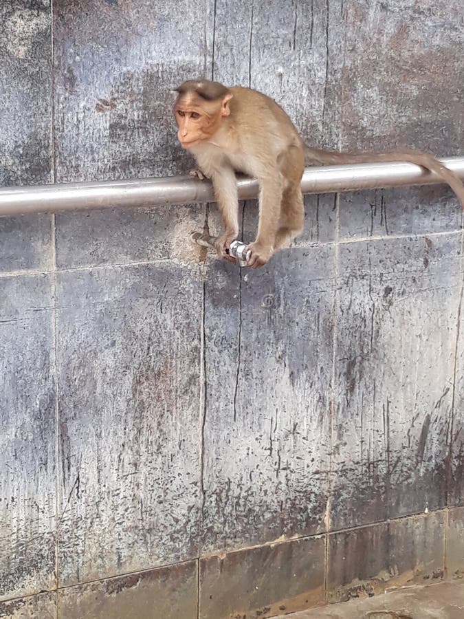 Monkey see monkey do stock photo. Image of monkey, water - 137887392