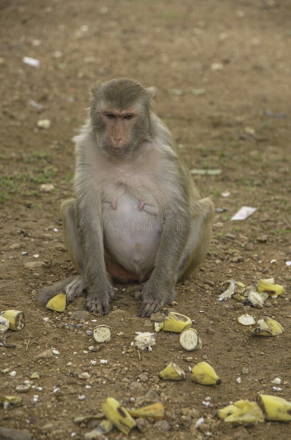Monkey see food on ground stock image. Image of nature - 57599025