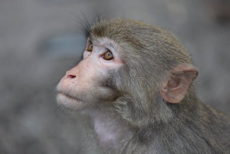 Monkey stock image. Image of head, grey, monkeys, mammal - 31893763