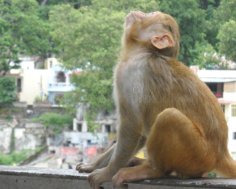 Monkey Seeing the Sky in Haridwar India, Solo Monkey, Monkey on the ...