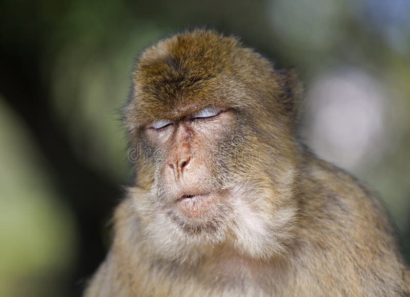 Monkey Seeming Stock Photos - Free & Royalty-Free Stock Photos from ...