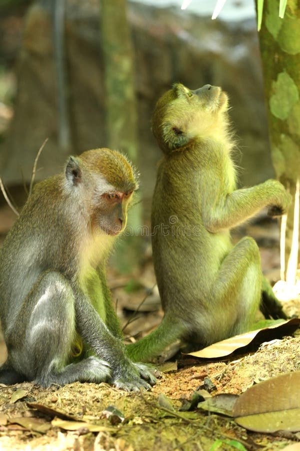 Monkey Series stock photo. Image of baby, family, leaves - 1077256