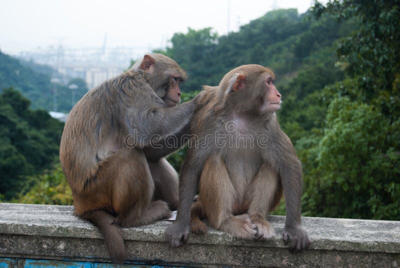 Monkey serving each other stock image. Image of massage - 50744265