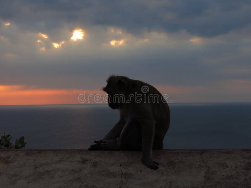 Monkey shadow at sunset stock image. Image of denpasar - 44302539