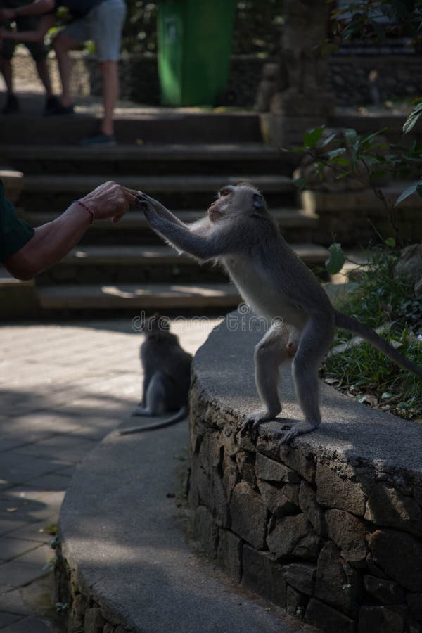10,560 Happy Monkey Stock Photos - Free & Royalty-Free Stock Photos ...