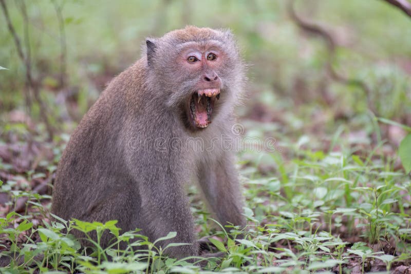 The Sharp Teeth Of An Otter Stock Image - Image of life, nature: 112648567