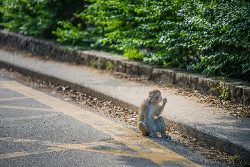 Monkey in Shing Mun Reservoir Stock Photo - Image of fluffy, nature ...