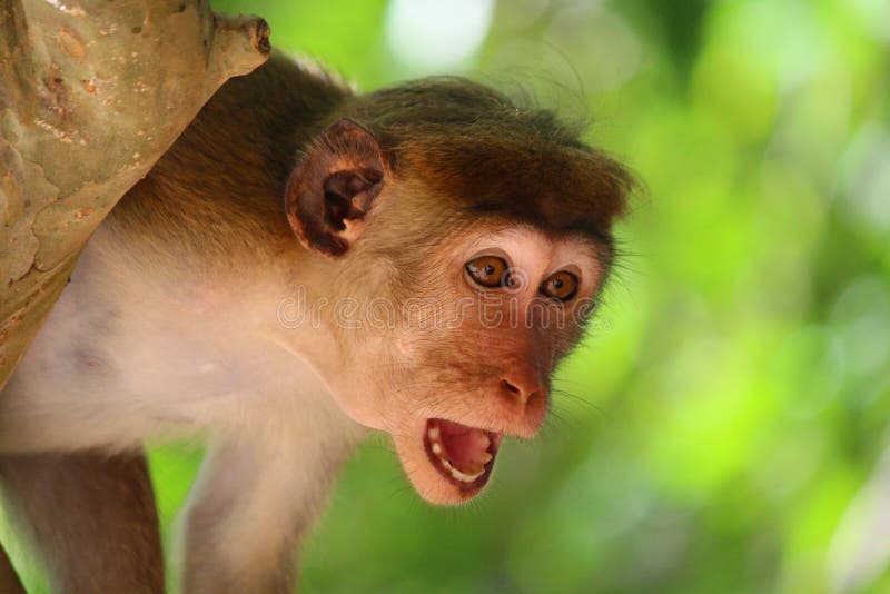 Shocked monkey stock photo. Image of wildlife, eyes, scared - 1411520