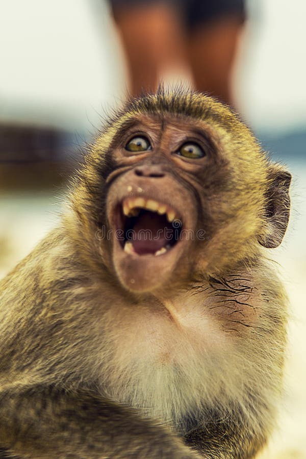Monkey Shouting in a Small Beach in Vietnam Stock Photo - Image of ...