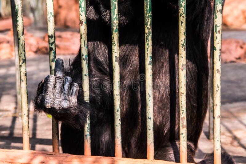Monkey show stock photo. Image of monkey, animal, nature - 36915818