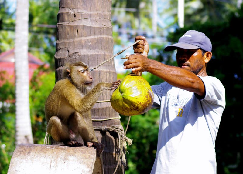 475 Coconut Monkey Thailand Stock Photos - Free & Royalty-Free Stock ...