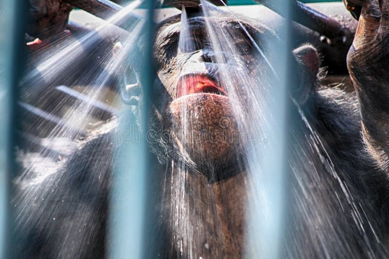 Monkey in the shower stock photo. Image of face, animal - 92816432