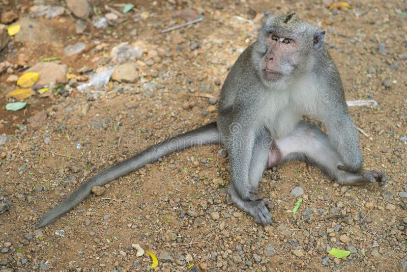 197 Ape Fangs Stock Photos - Free & Royalty-Free Stock Photos from ...